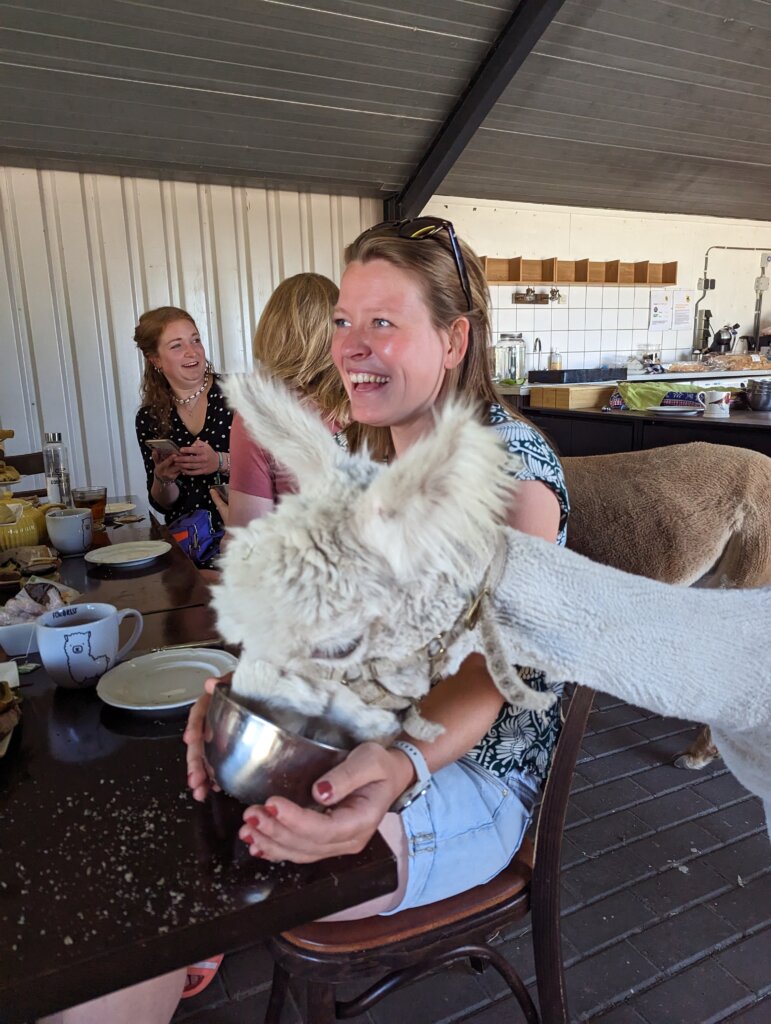 Alpaca boerderij: Zonneveld Alpaca's: Dé leukste van NL!